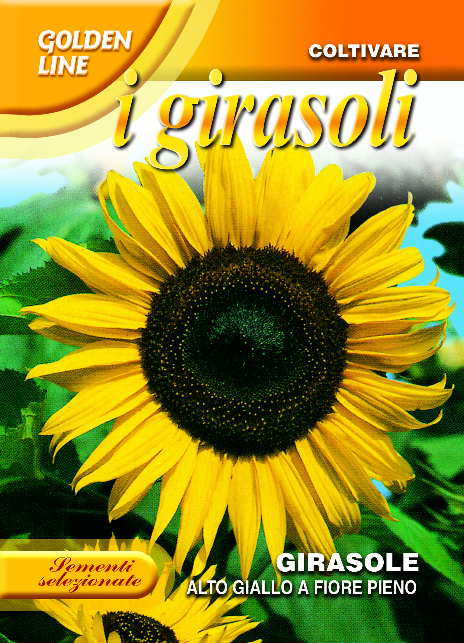 Sunflower alto giallo / Tall yellow sunflower