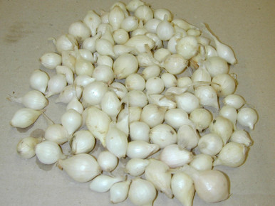 Snowball - White Onion Sets 500g (A) Allium cepa L. Pre-order only "AUTUMN"