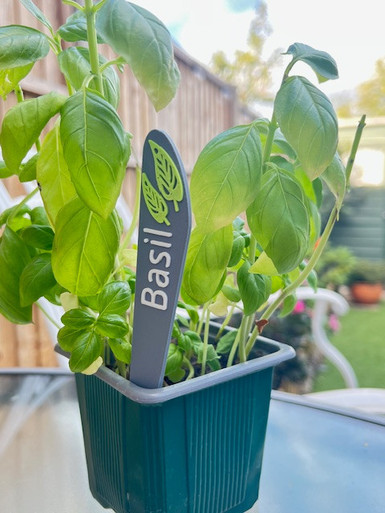 Plant and Herb Marker Tag - Biodegradable - AUBERGINE