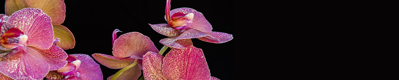 Seattle Orchids Shop | Juniper Flowers Seattle Flower Delivery
