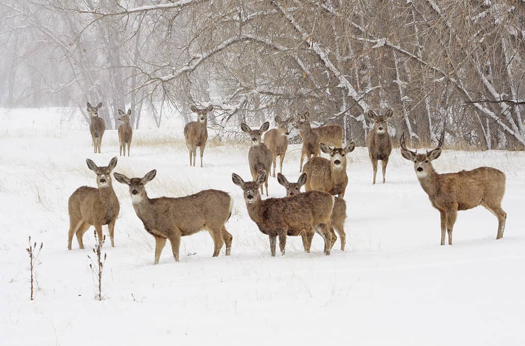 Deer Population Dynamics - BarrelBuddy