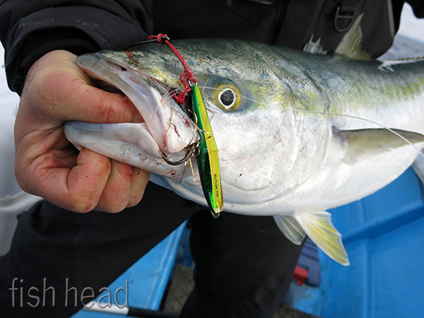 Jigging in Southern Japan - Fish Head