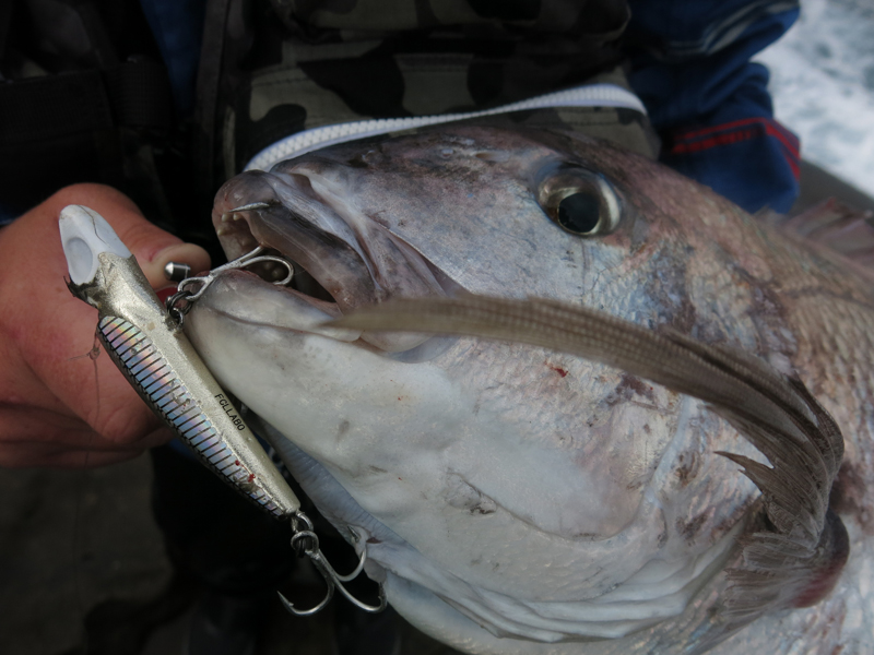 Sea Bass- Part 2 - Fish Head