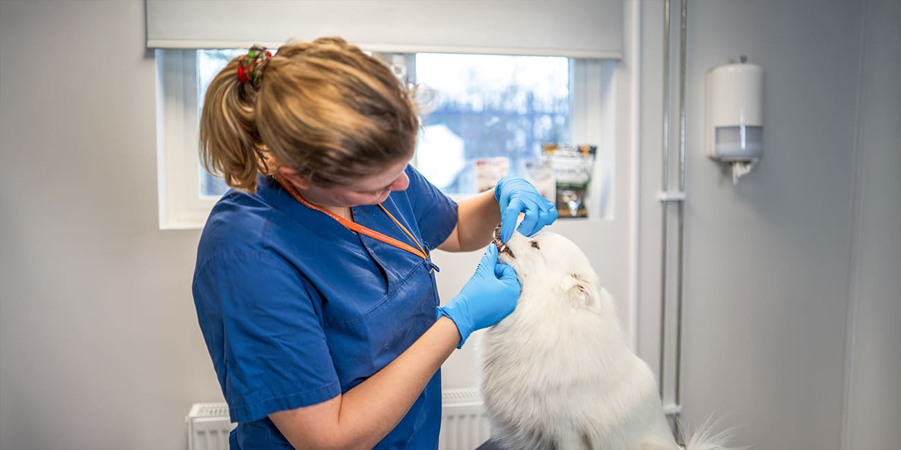 La importancia de la salud oral en perros: una guía práctica ...