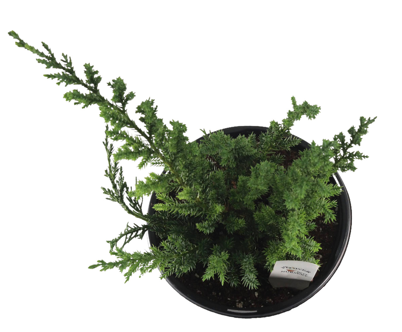 FlowerPotNursery Parsons Juniper Juniperus davurica Expansa Parsonii 1 ...