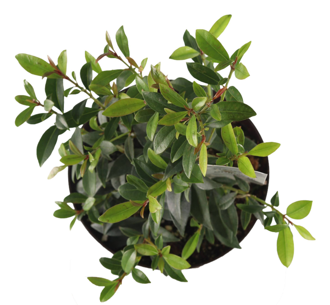 FlowerPotNursery Dwarf Radicans Gardenia Gardenia jasminoides Radicans ...