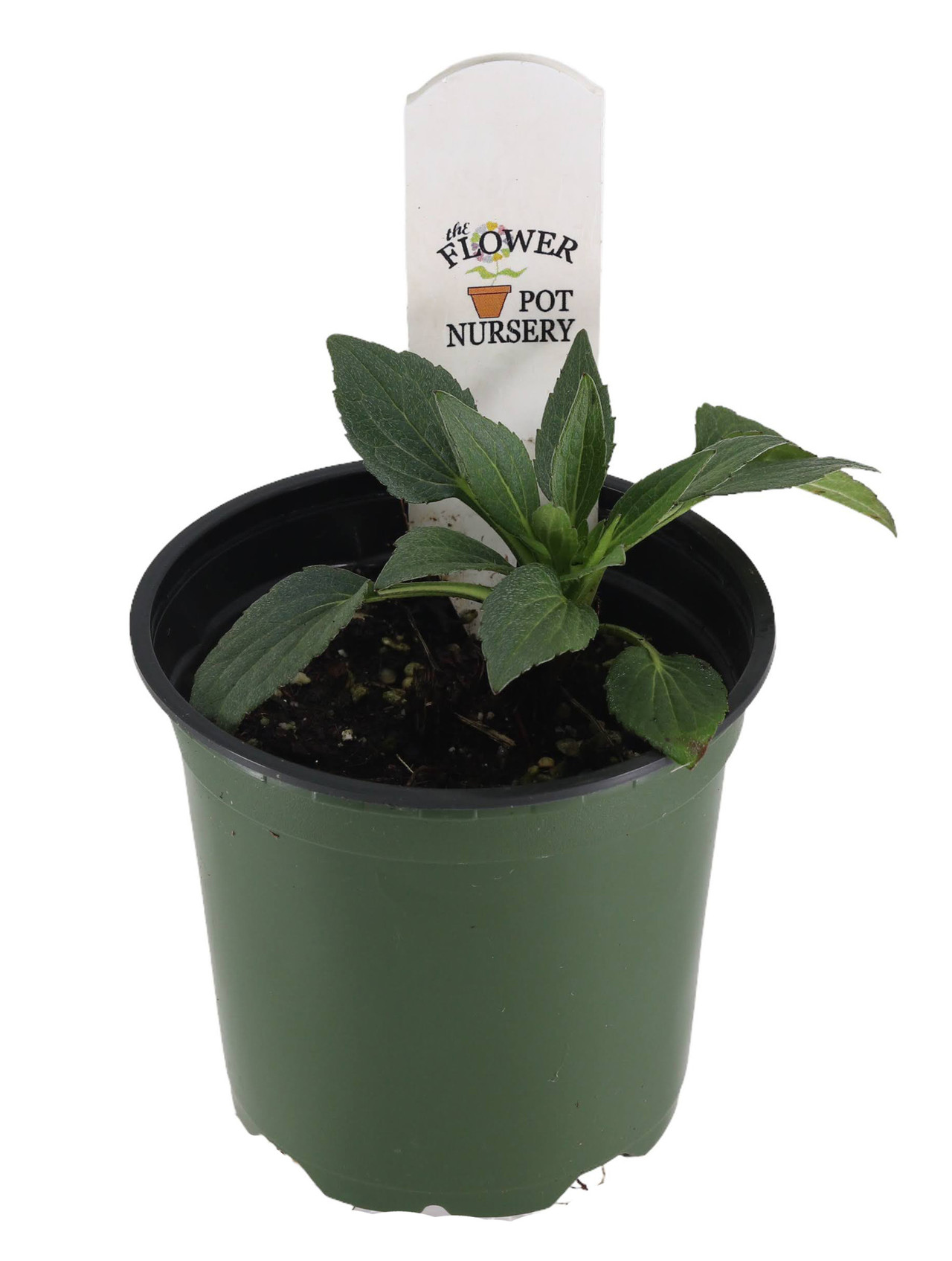 Variegated Devil's Backbone / Red Bird / False Bird - Pedilanthus ...