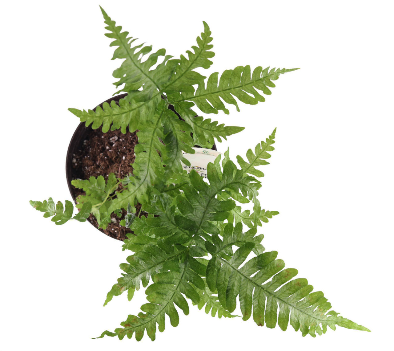 FlowerPotNursery Silver Brake Fern Pteris argyraea 4" Pot - The Flower ...