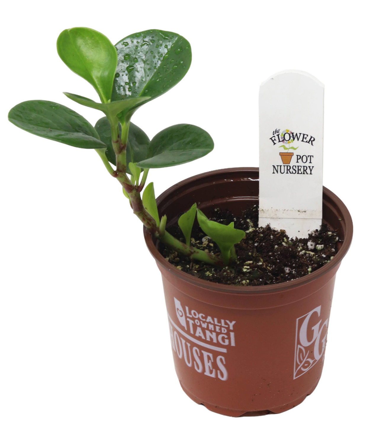 FlowerPotNursery Peperomia Happy Bean Peperomia ferreyrae 6" Pot - The ...