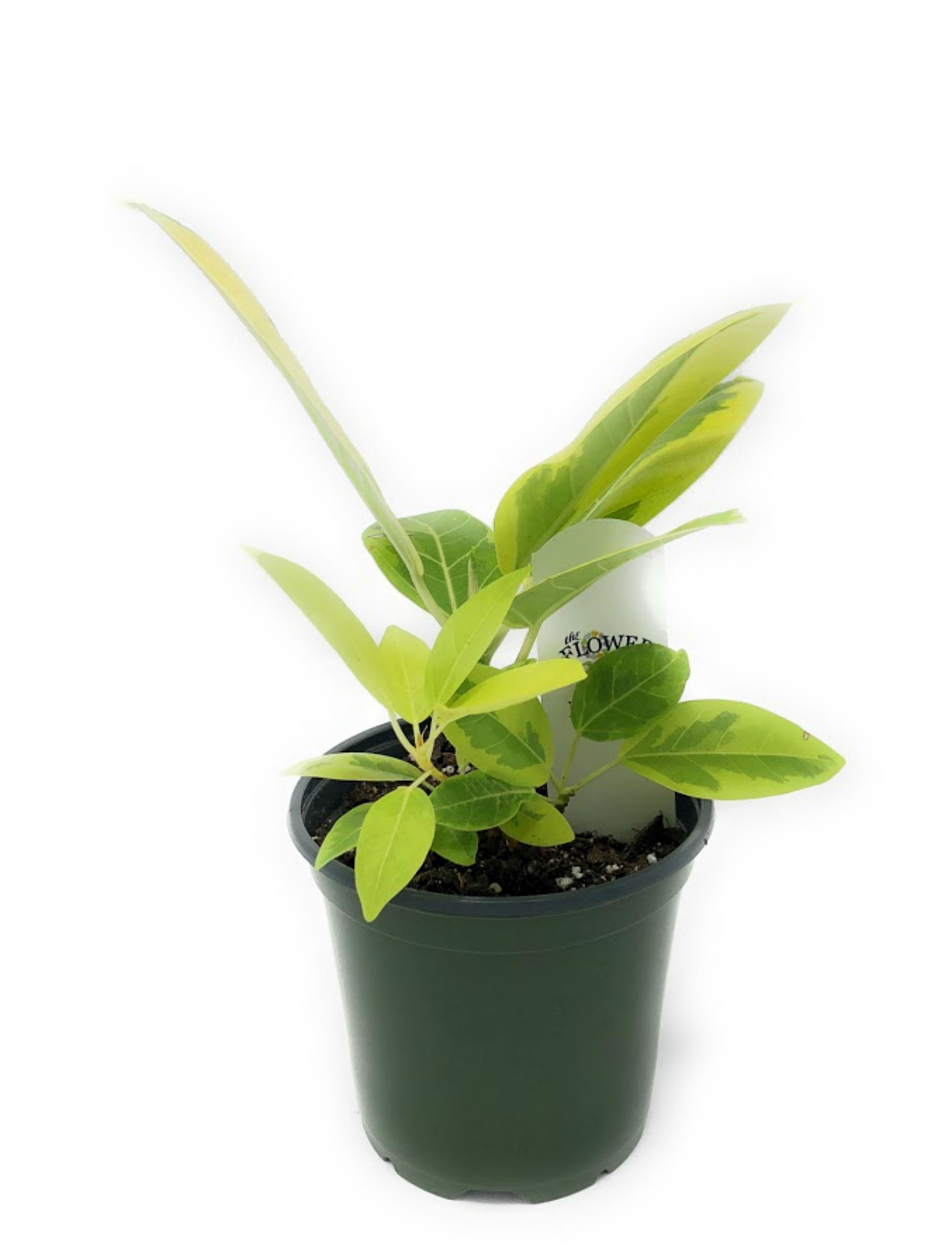 FlowerPotNursery Golden Gem Rubber Plant Ficus altissima Golden Gem 4 ...