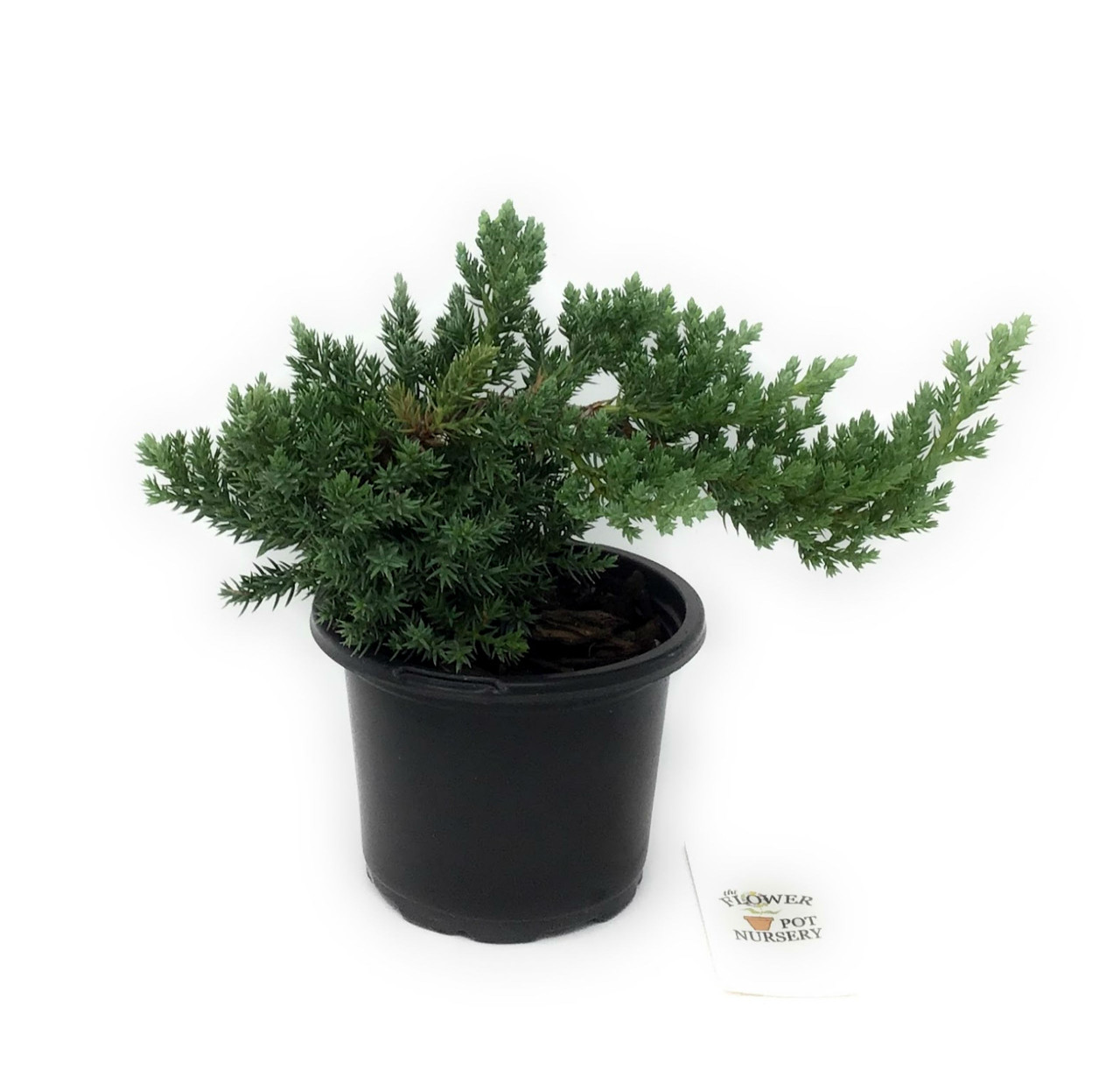 FlowerPotNursery Musa Poquito Dwarf Banana PP#26424 Musa sp. Poquito 4 ...