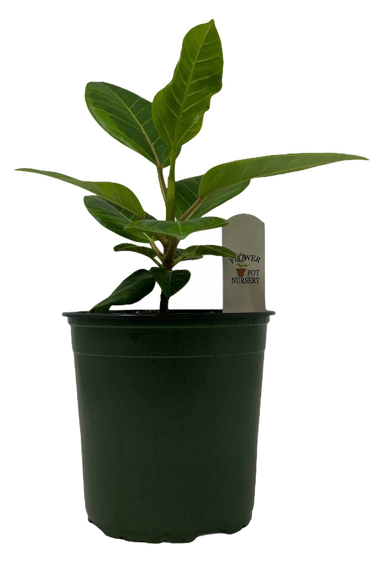 FlowerPotNursery Golden Gem Rubber Plant Ficus altissima Golden Gem 1 ...