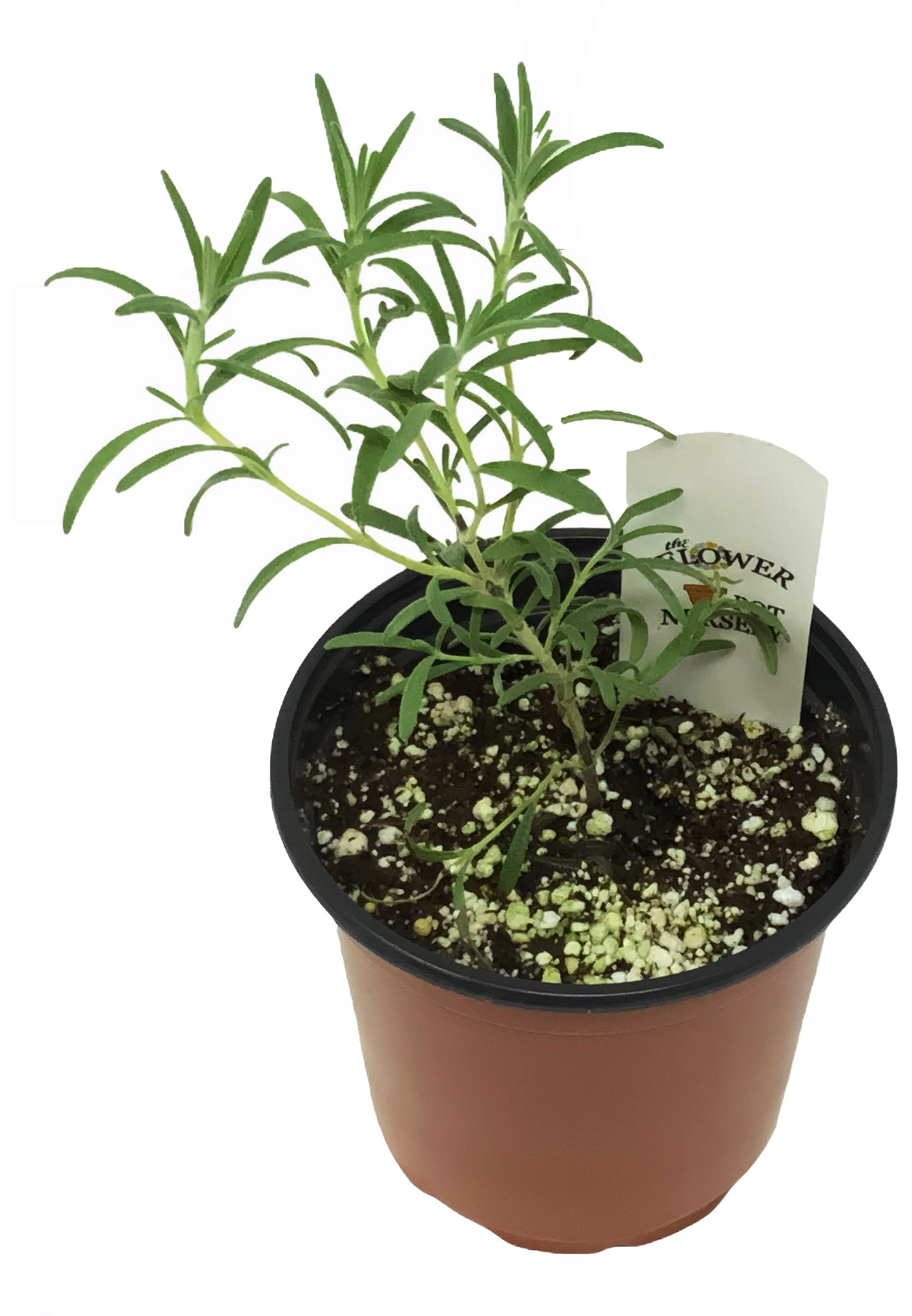 FlowerPotNursery Arp Rosemary Rosmarinus officinalis 4” Pot - The ...