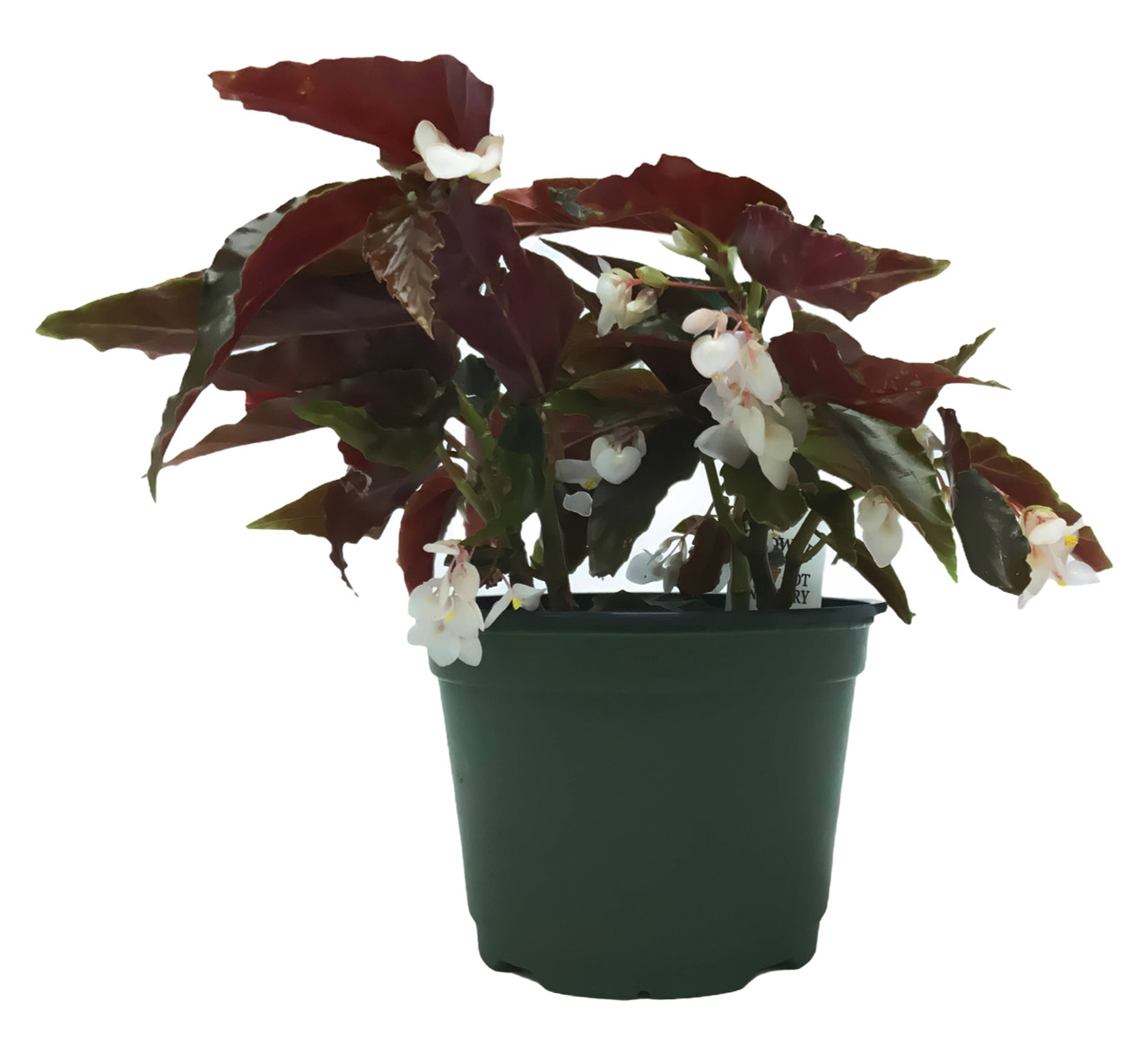 FlowerPotNursery Angel Wing Torch Pink Begonia Begonia sp. Torch Pink 6 ...