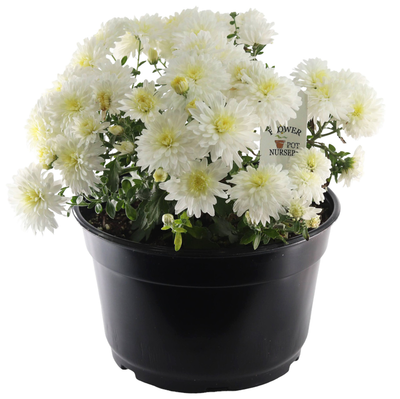 FlowerPotNursery White Chrysanthemum Garden Mum Chrysanthemum sp. 8 ...