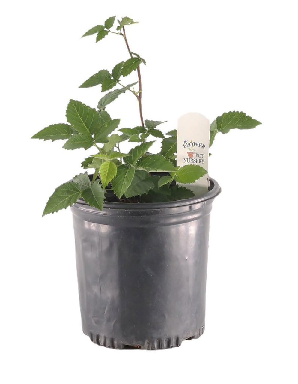FlowerPotNursery Prime-Ark® Freedom Thornless Blackberry Rubus sp. Fre ...