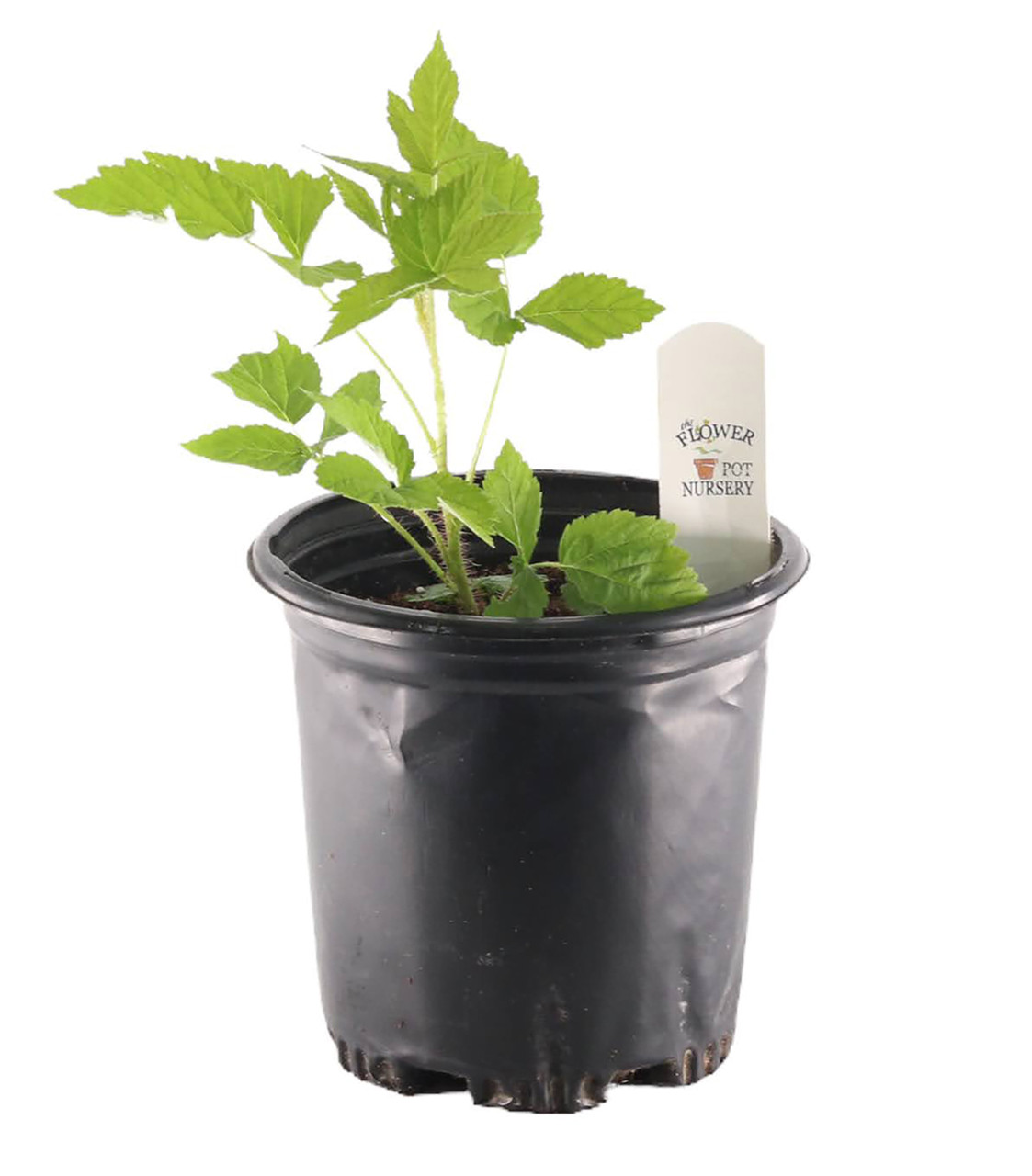 FlowerPotNursery Caroline Red Raspberry Rubus idaeus Caroline 1 Gallon ...