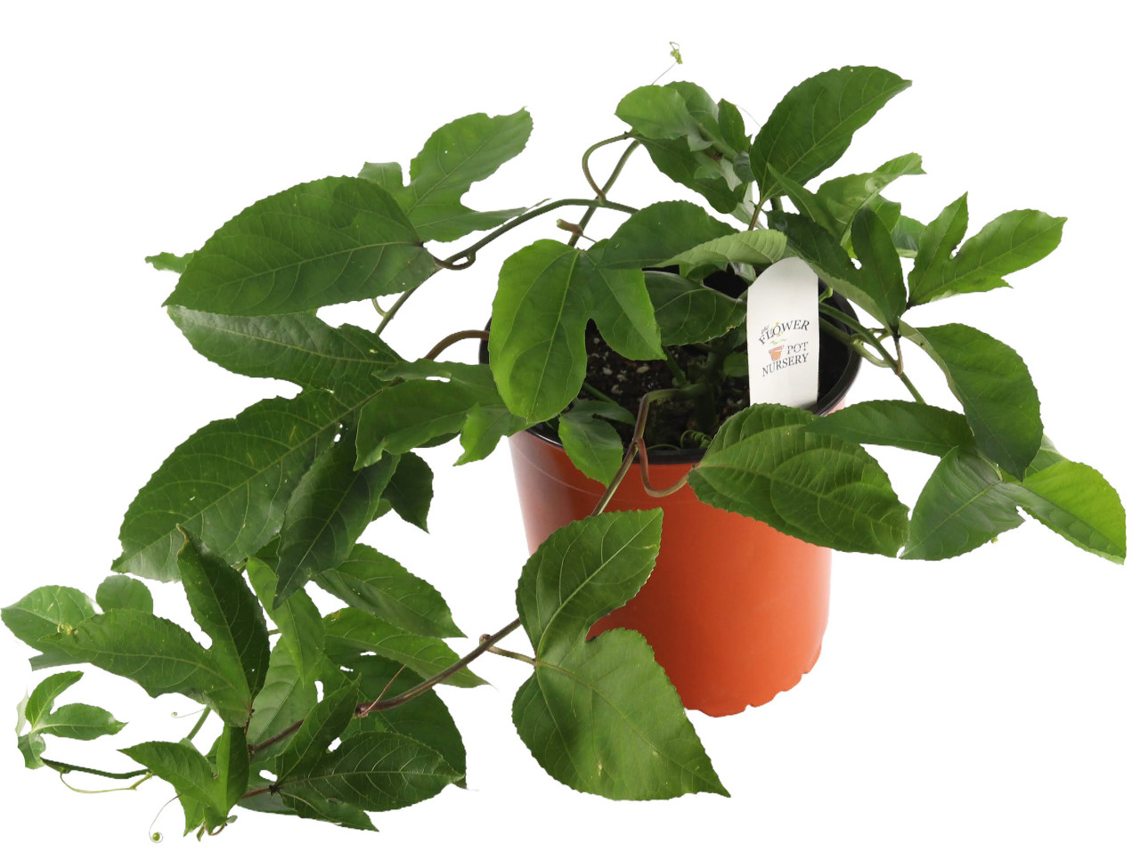 FlowerPotNursery Edible Passion Fruit Passiflora sp. Purple Fruit 1 ...