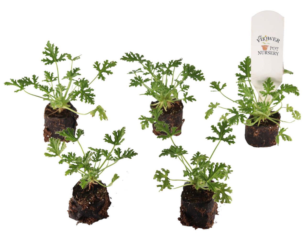 FlowerPotNursery Citronella Mosquito Plant Pelargonium citrosum Plug 5 ...