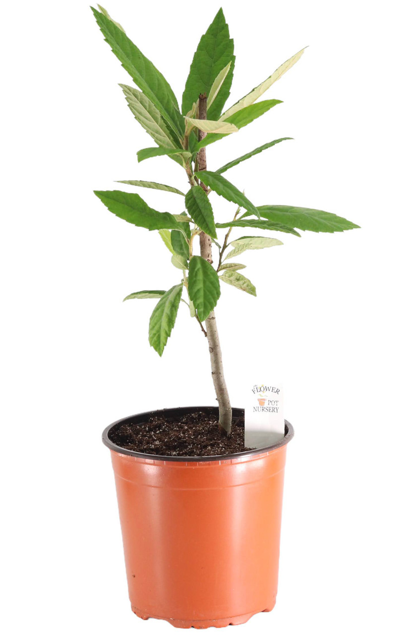 FlowerPotNursery Loquat Japanese Plum Eriobotrya japonica 1 Gallon ...