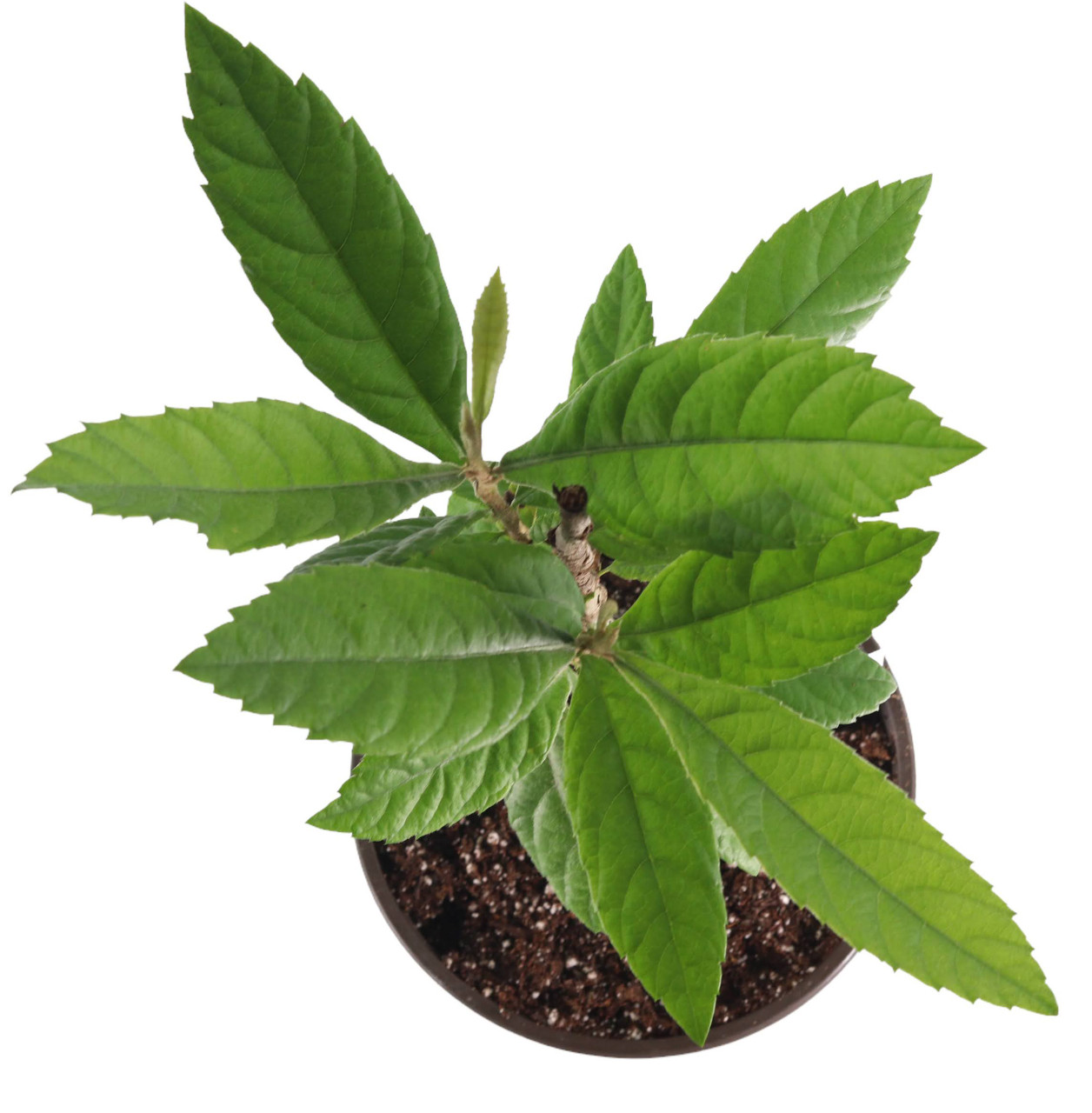 FlowerPotNursery Loquat Japanese Plum Eriobotrya japonica 1 Gallon ...