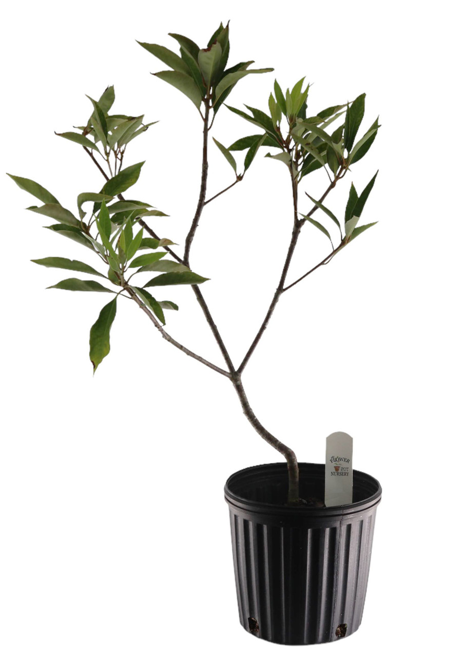 FlowerPotNursery Star Anise Illicium verum 1 Gallon Pot - The Flower ...