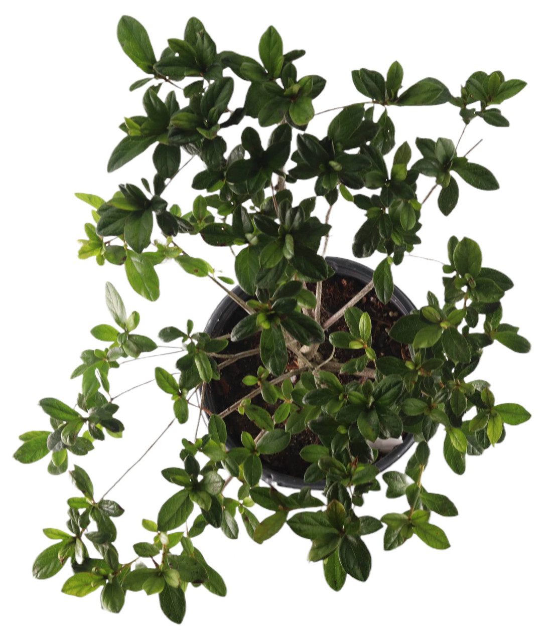 FlowerPotNursery Pride Of Mobile Azalea Rhododendron sp. Pride Of Mo. 1 ...