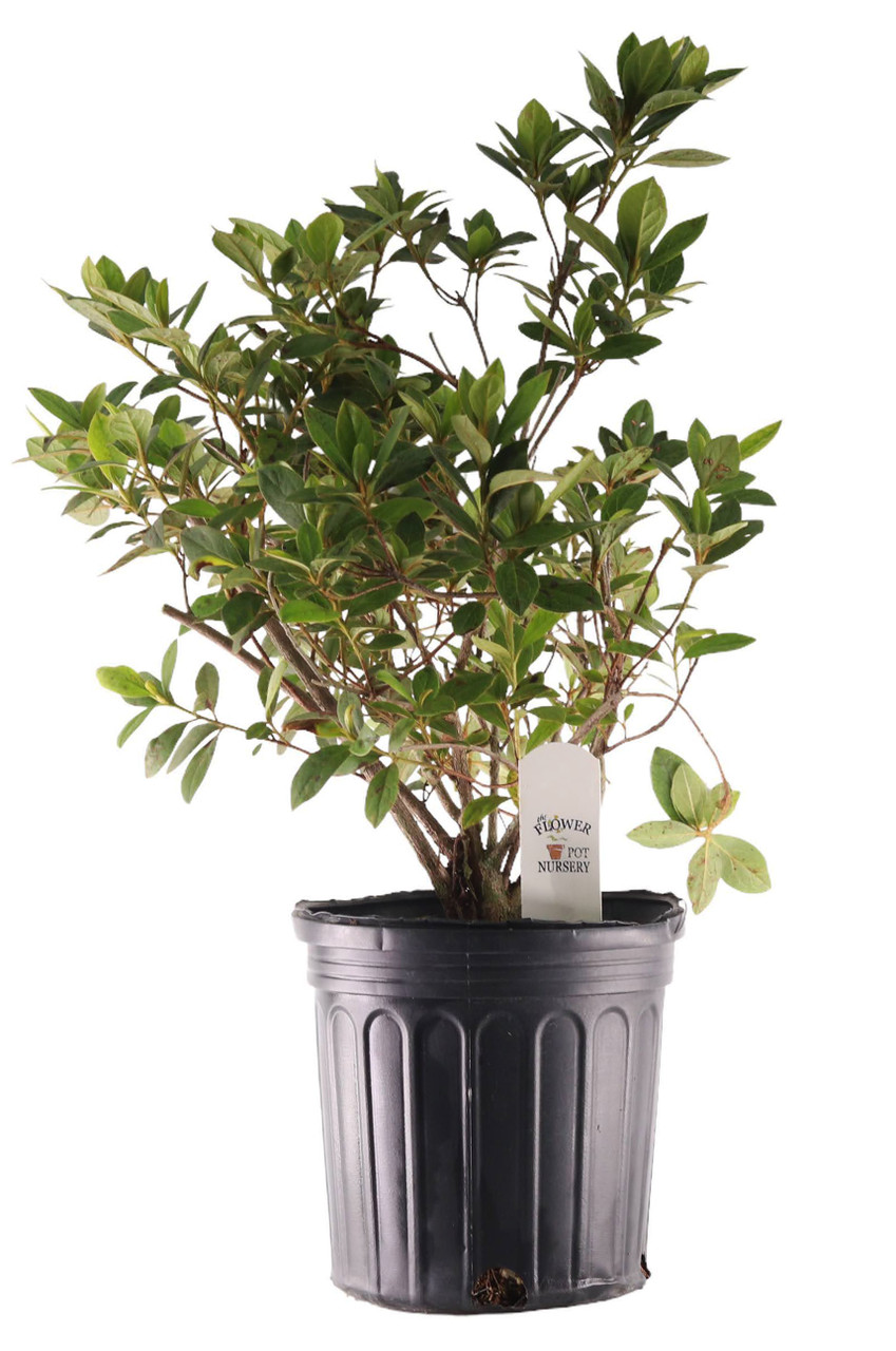 FlowerPotNursery Judge Solomon Azalea Rhododendron sp. Judge Solomon 1 ...