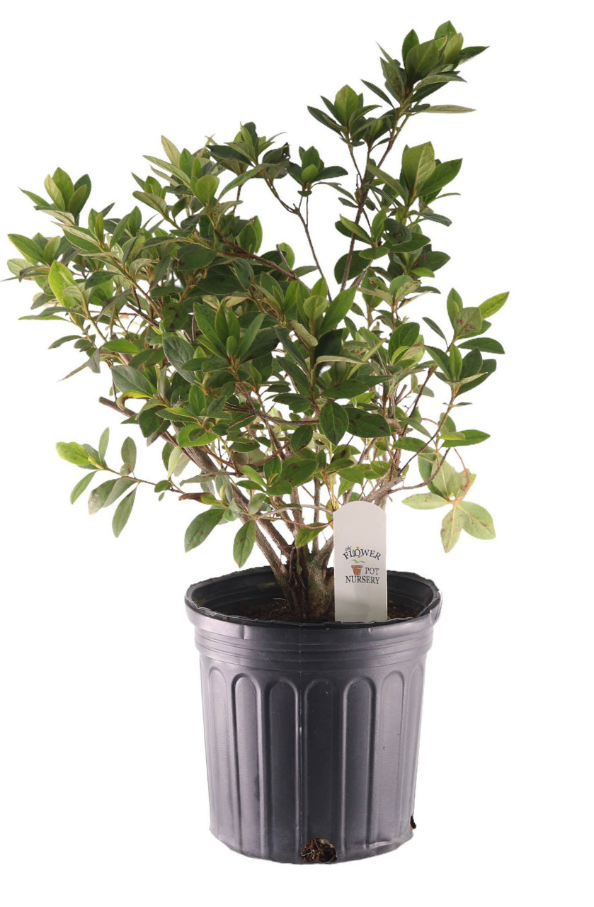 FlowerPotNursery Judge Solomon Azalea Rhododendron sp. Judge Solomon 1 ...