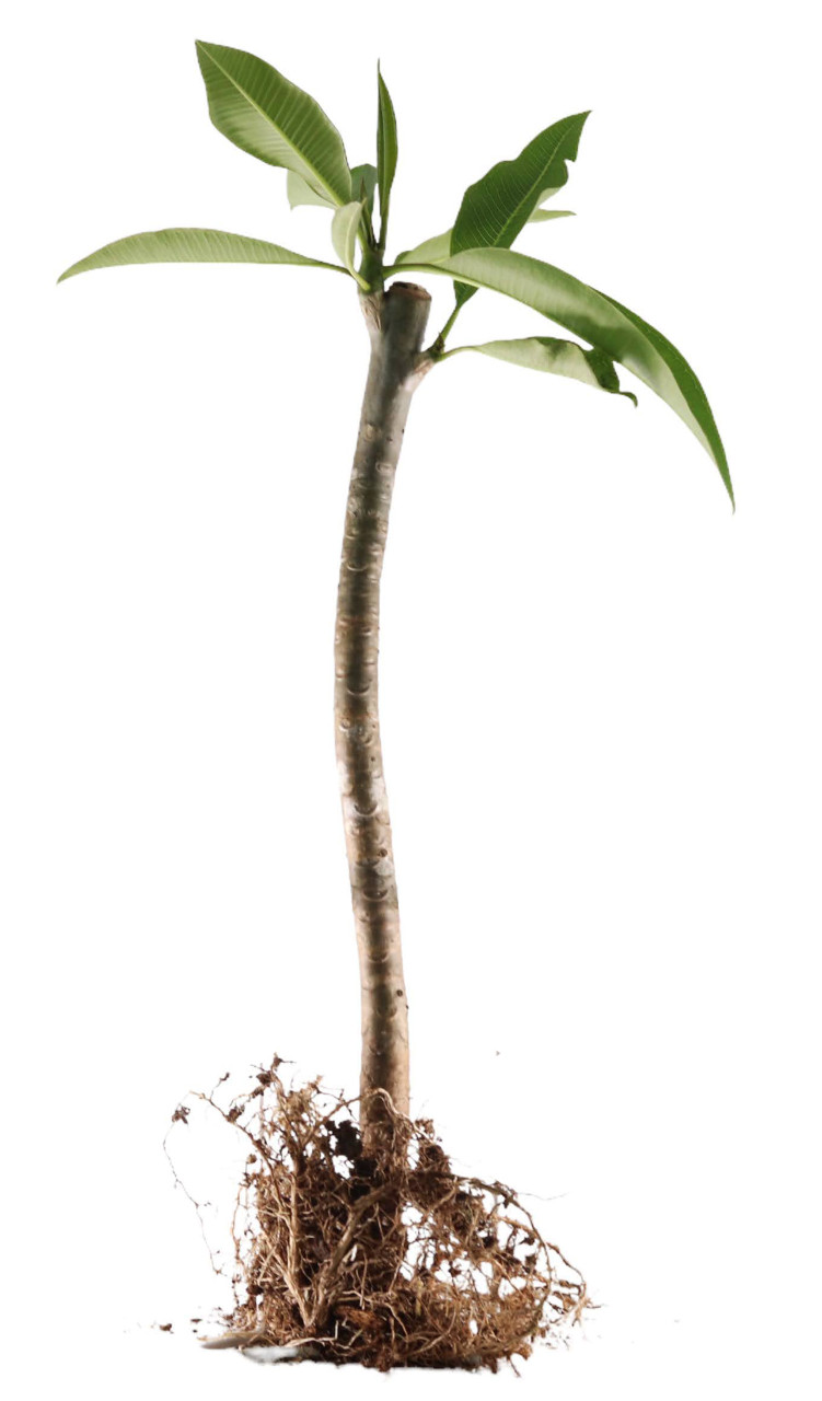 FlowerPotNursery Yellow Plumeria Frangipani rub. Yellow Bare Root 18 ...