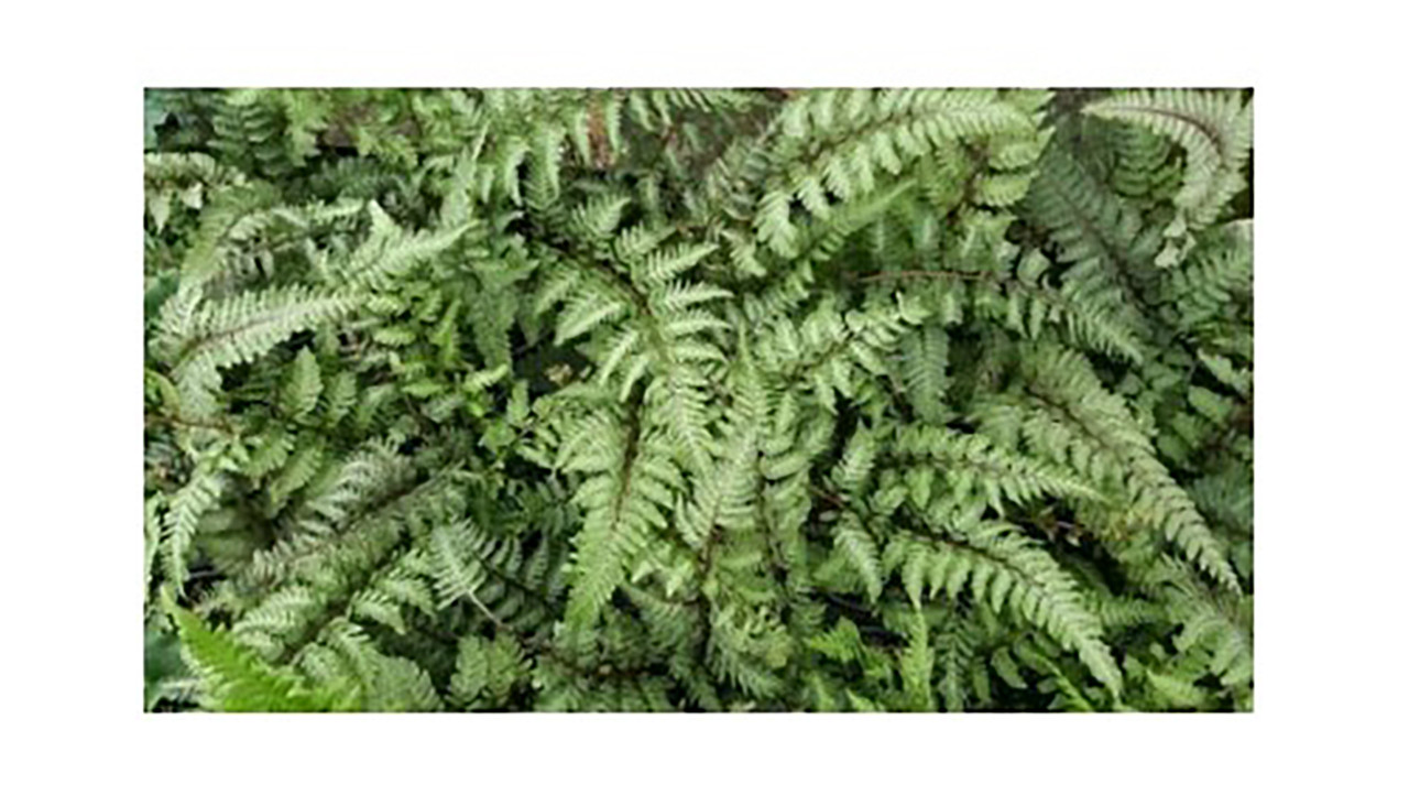 Japanese Painted Fern Athyrium niponicum Pictum 4" Pot - The Flower Pot ...