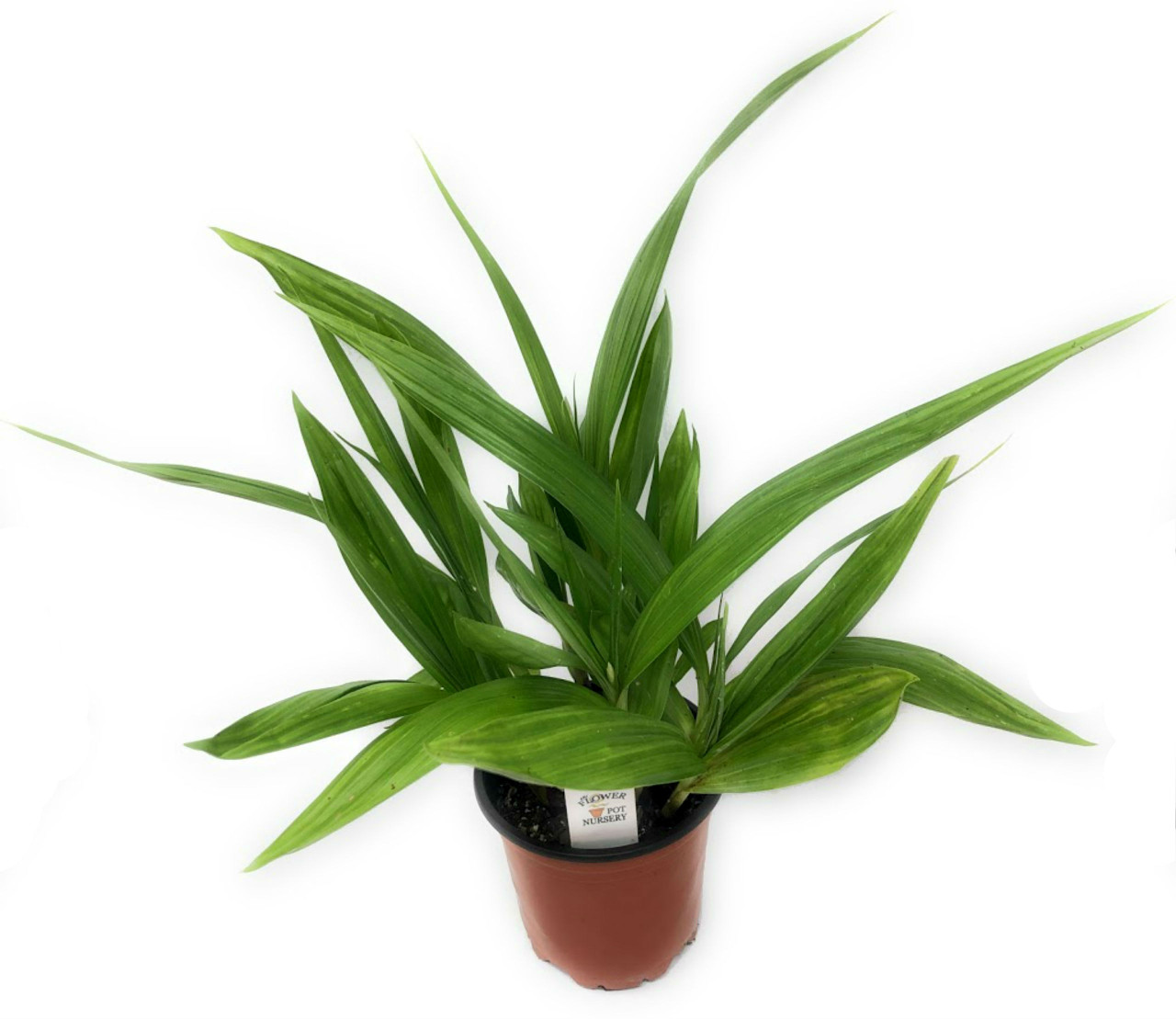 FlowerPotNursery Chinese Ground Orchid Kate Bletilla yokohama Kate 5 ...