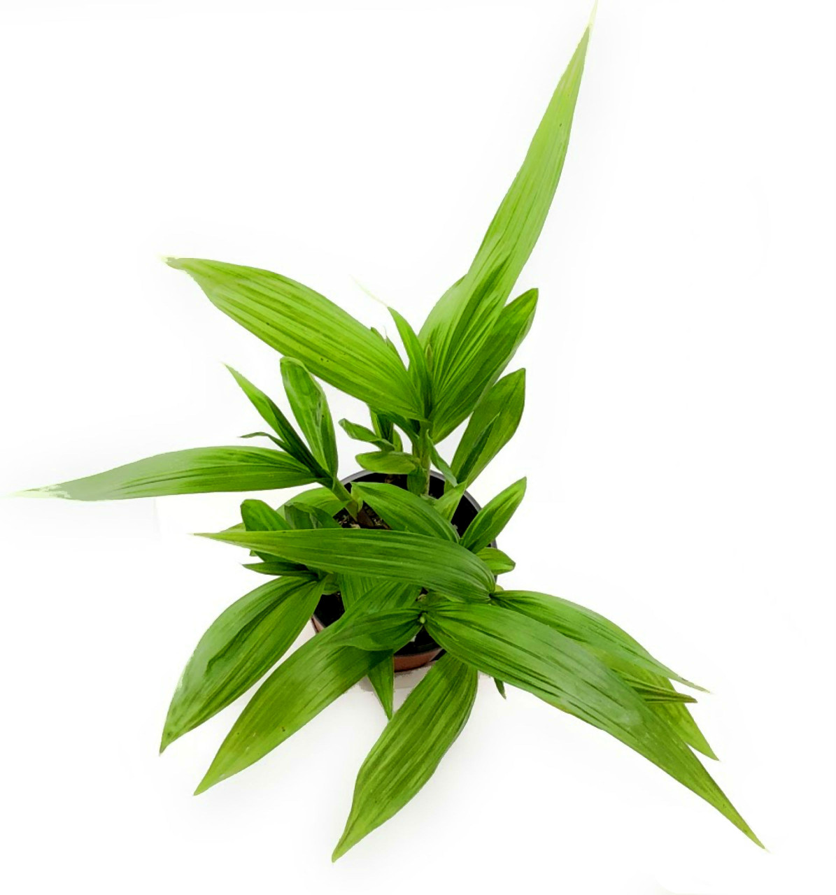 FlowerPotNursery Chinese Ground Orchid Kate Bletilla yokohama Kate 5 ...
