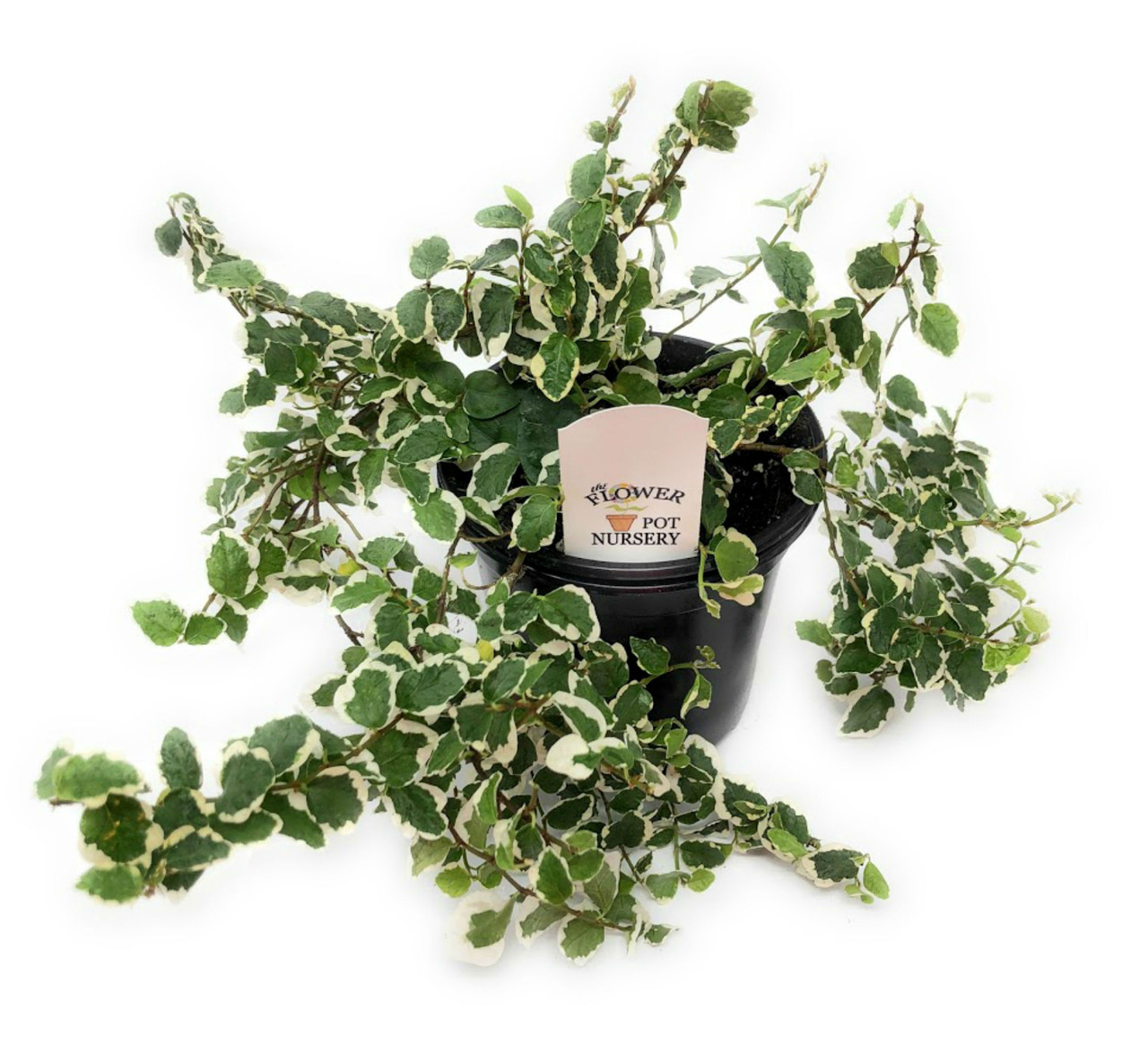 FlowerPotNursery Creeping Fig Ivy Variegated Ficus pumila Variegata 4 ...