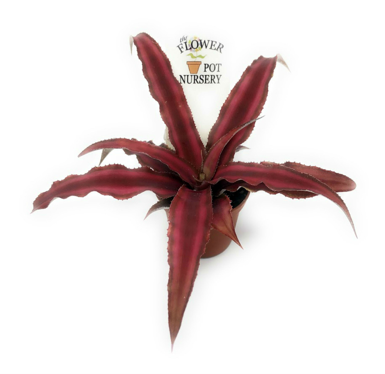 Craft Supplies & Tools Bromeliad Bloom Burgundy Cryptanthus 3 Pot ...