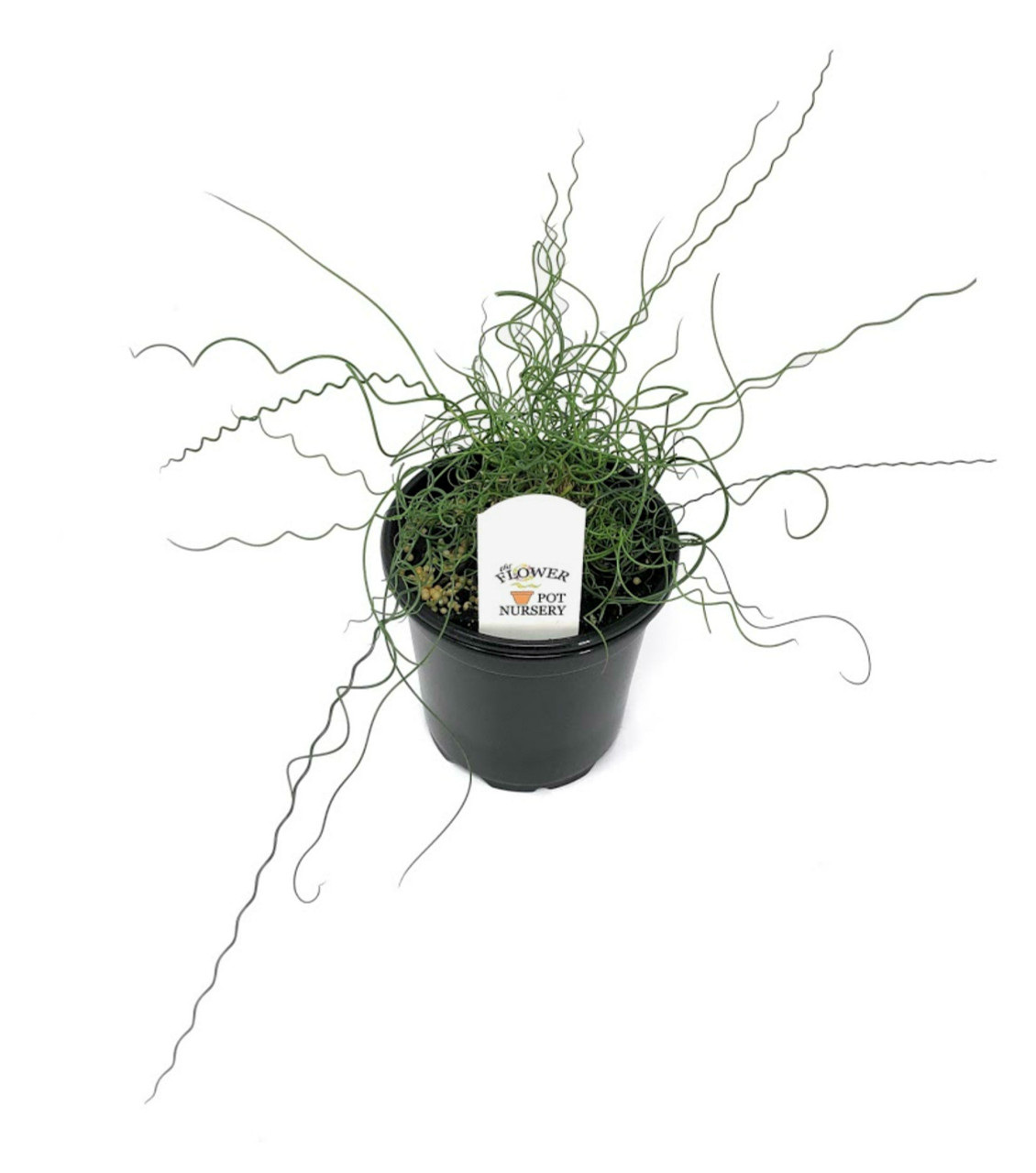 FlowerPotNursery Corkscrew Rush Juncus effusus Curly Wurly 4" Pot - The ...