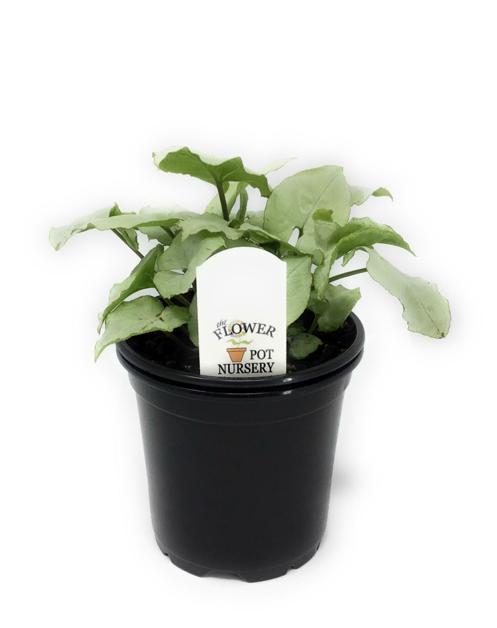 FlowerPotNursery Nephthytis Arrowhead Plant Syngonium sp. Moonshine 4 ...