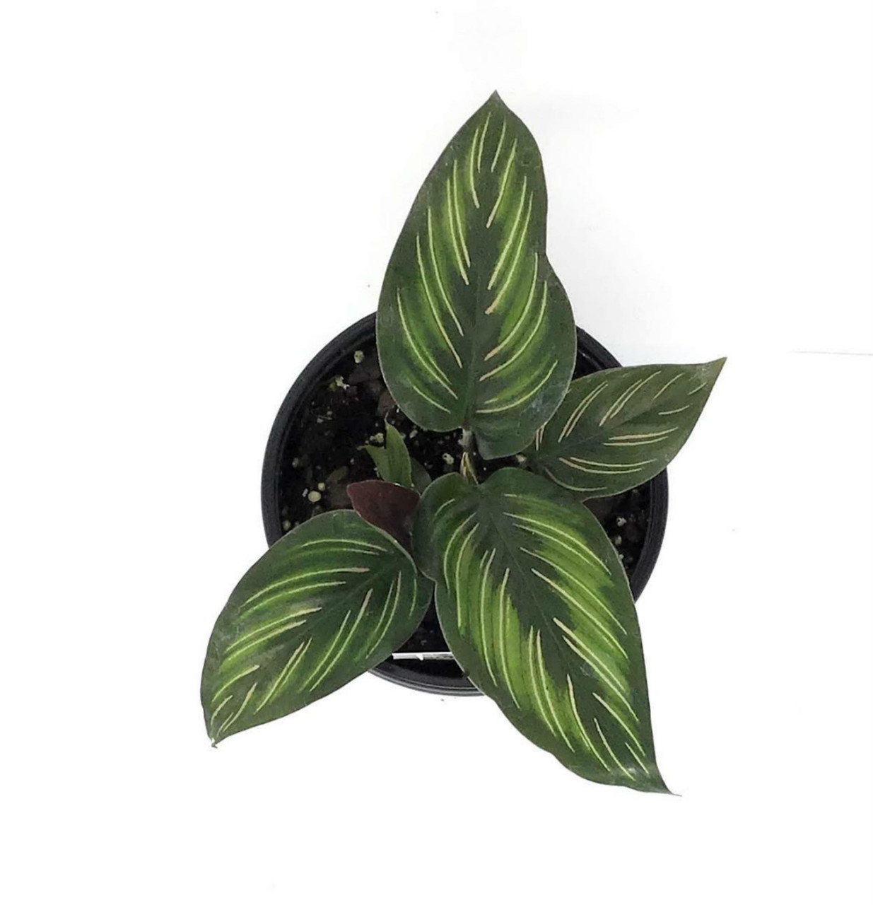 FlowerPotNursery Calathea Beauty Star Calathea Ornata Beauty Star 4 ...