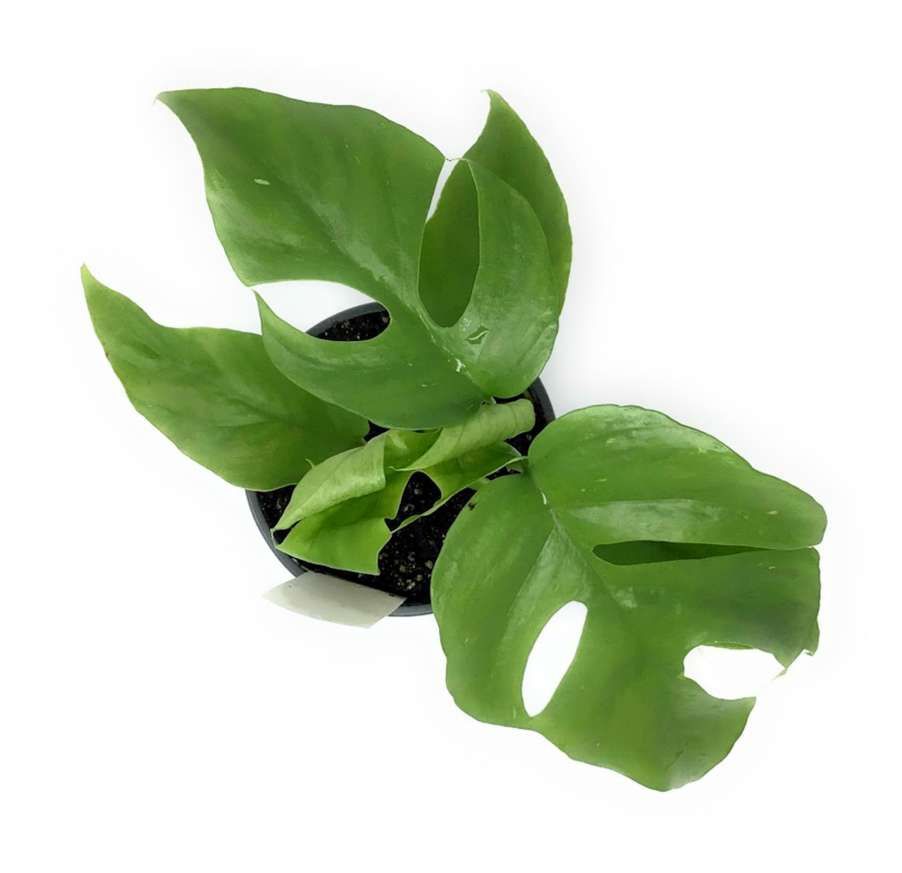FlowerPotNursery Monstera Ginny Rhaphidophora tetrasperma Mini Monstera ...