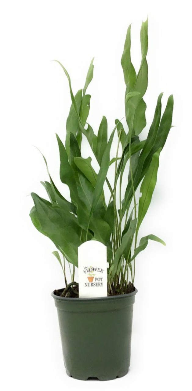 FlowerPotNursery Hawaiian Laua’e Fern Kangaroo Microsorum grossum Lauae ...