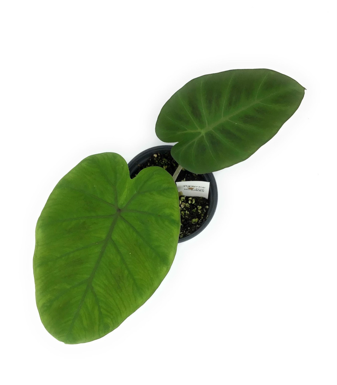 FlowerPotNursery Gigantic Colocasia Colocasia gigantea Maximus Gigante ...