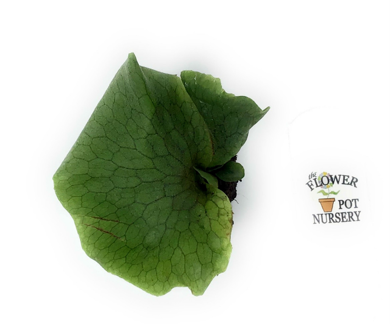 FlowerPotNursery Superbum Staghorn Fern Platycerium superbum Bare Root ...