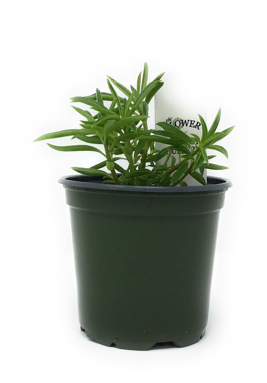 FlowerPotNursery Peperomia Happy Bean Peperomia ferreyrae 4" Pot - The ...