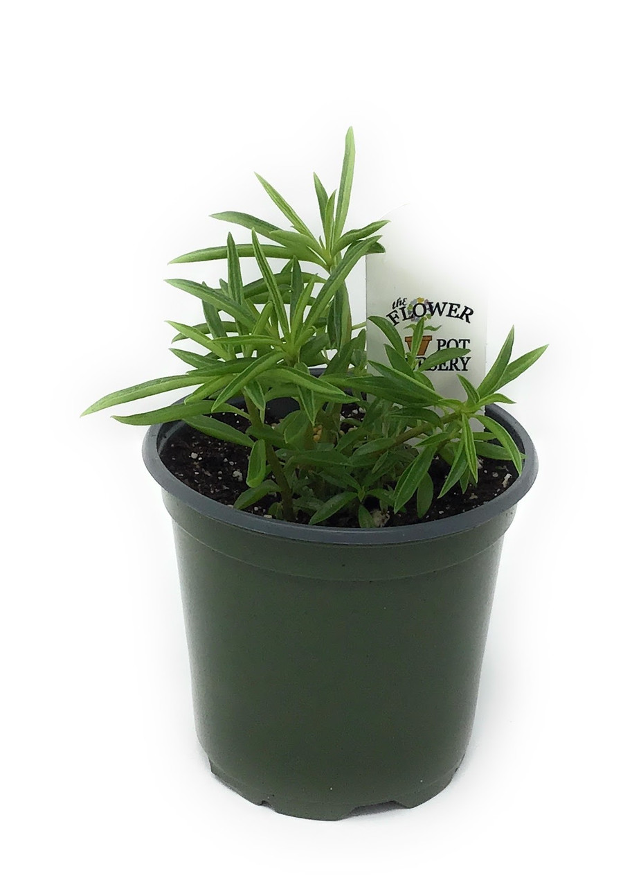 FlowerPotNursery Peperomia Happy Bean Peperomia ferreyrae 4" Pot - The ...