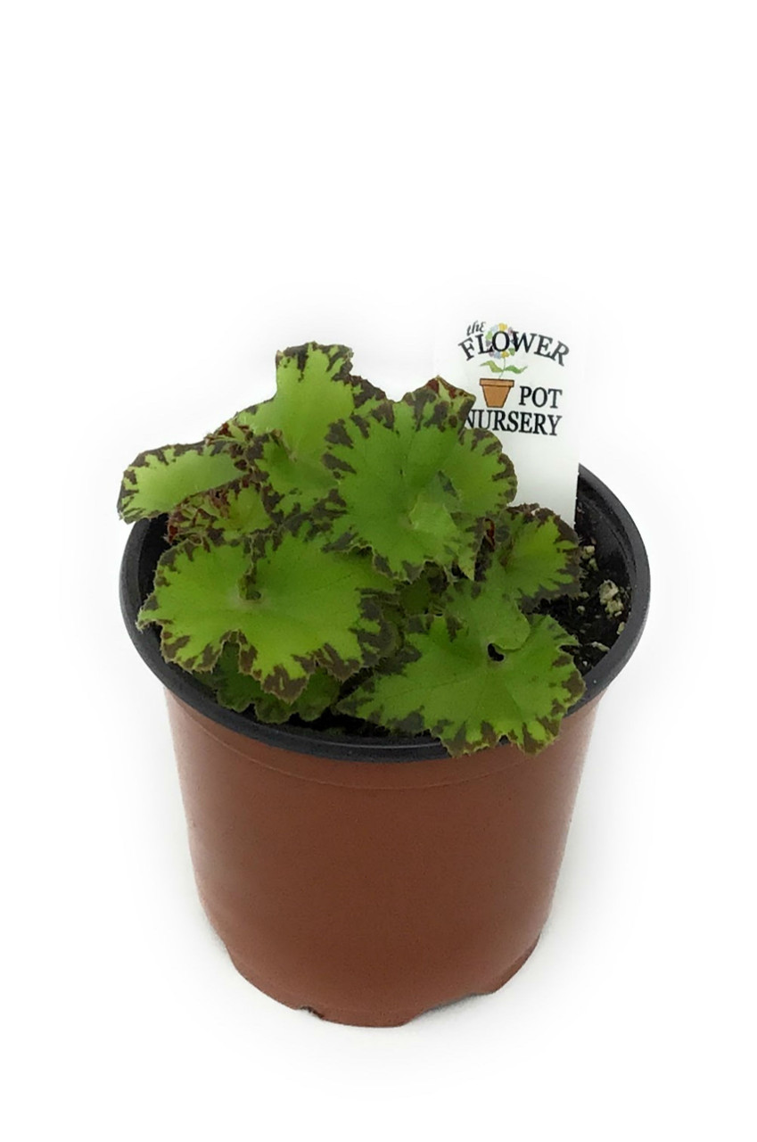 FlowerPotNursery Rex Begonia Jive Begonia rex Jive 4" Pot - The Flower ...