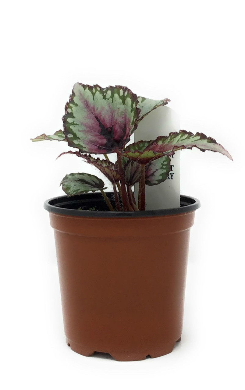FlowerPotNursery Rex Begonia Salsa Begonia rex Salsa 4" Pot - The ...