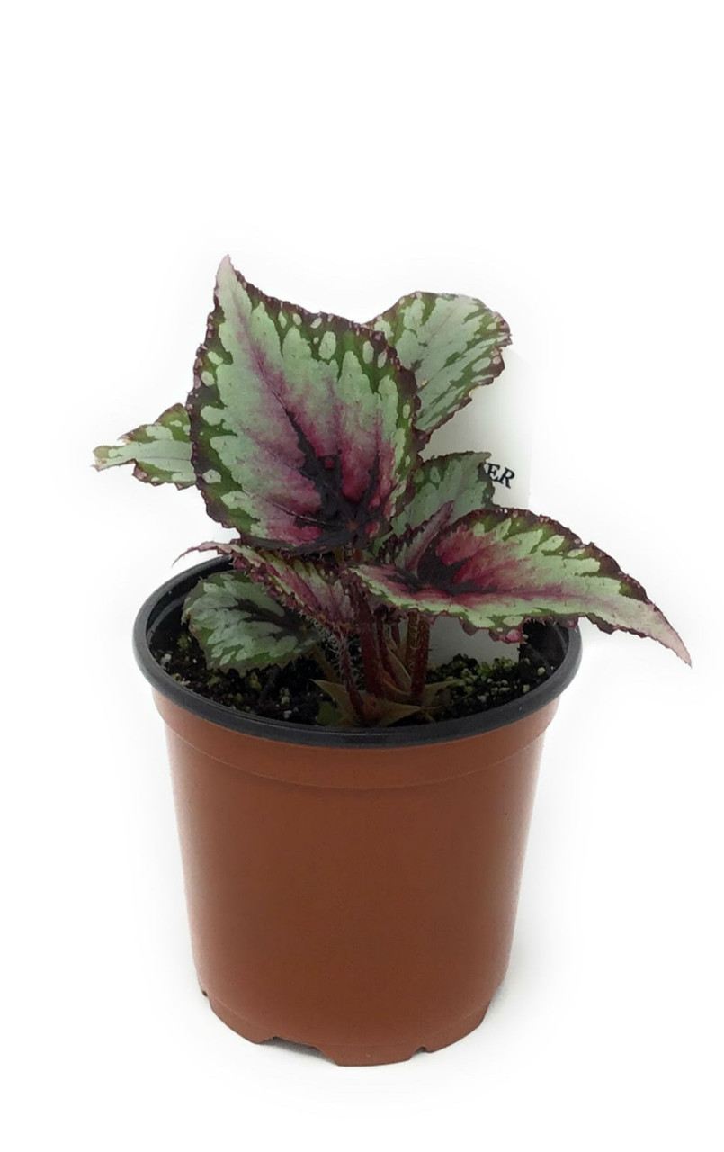 FlowerPotNursery Rex Begonia Salsa Begonia rex Salsa 4" Pot - The ...