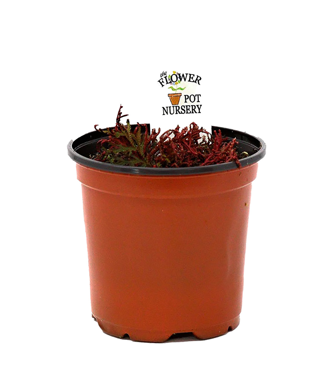 FlowerPotNursery Ruby Red Spikemoss Selaginella erythropus Sanguinea 4 ...