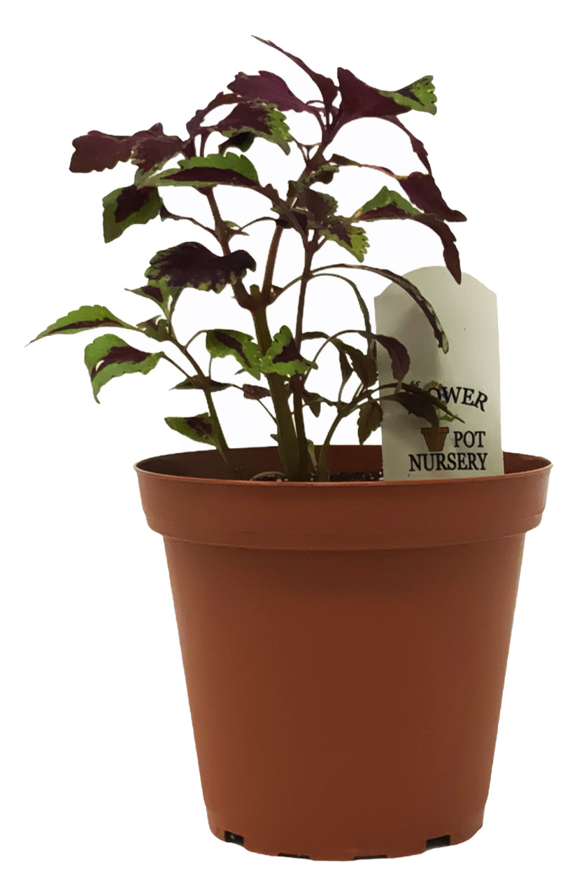 FlowerPotNursery Coleus Carnival Coleus scutellarioides Carnival 4” Pot ...
