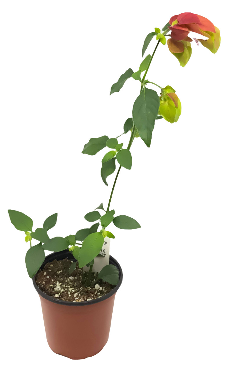FlowerPotNursery Variegated Shrimp Plant Justicia brandegeana Variegata ...